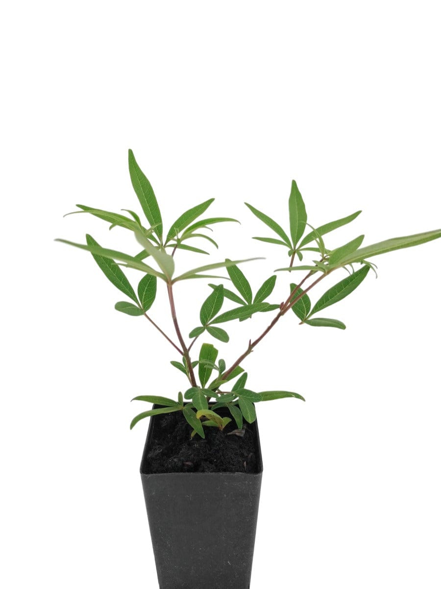 Organic Chaste Tree | Vitex agnus-castus Plant - Mudbrick Herb Cottage