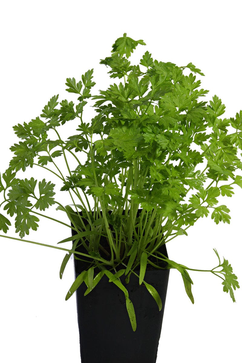 Organic Chervil Herb | Anthriscus cerefolium Plant - Mudbrick Herb Cottage