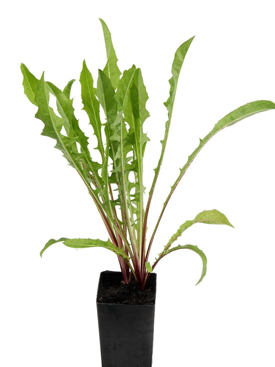 Organic Chicory Red Dandelion Plant - Mudbrick Herb Cottage