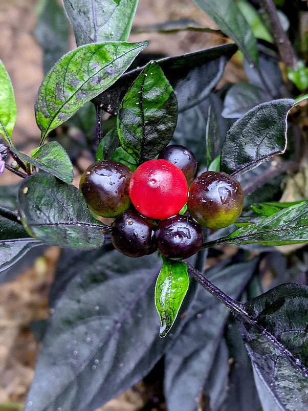 Organic Chilli Black Plant - Mudbrick Herb Cottage