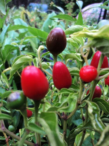 Organic Chilli Tepin Plant - Mudbrick Herb Cottage
