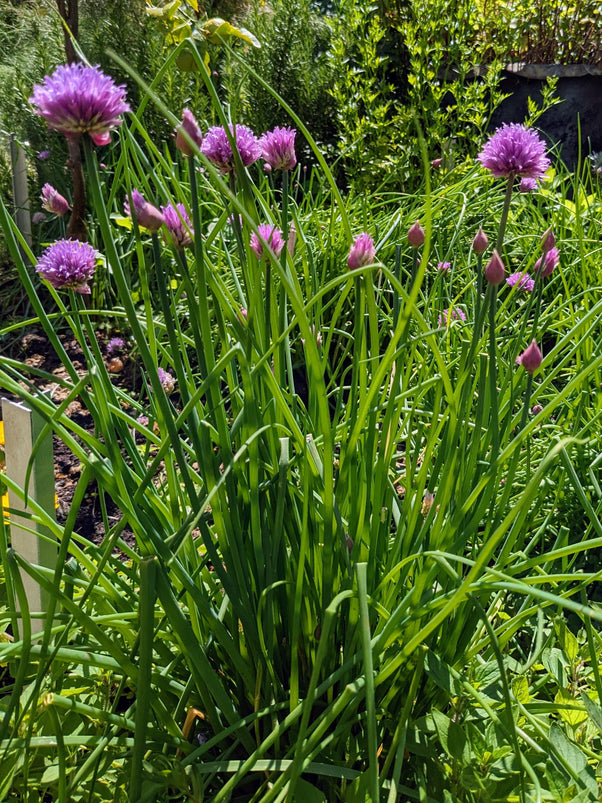Organic Chives | Allium schoenoprasum Plant - Mudbrick Herb Cottage