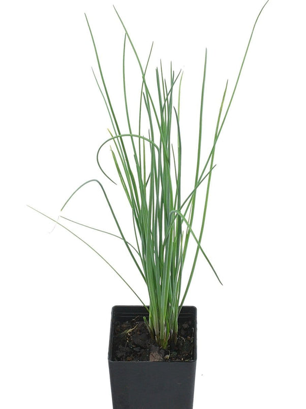 Organic Chives | Allium schoenoprasum Plant - Mudbrick Herb Cottage