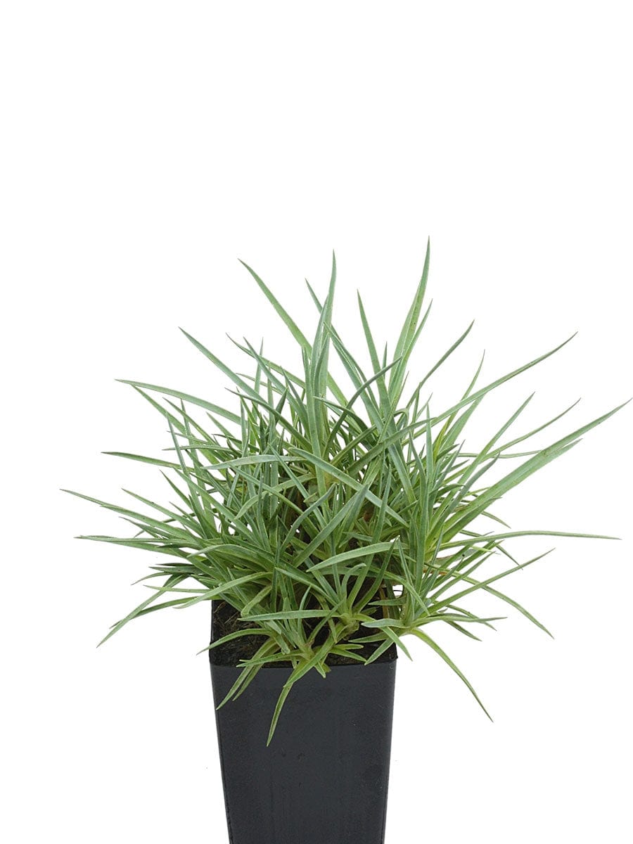 Organic Clove Pink | Dianthus caryophyllus Plant - Mudbrick Herb Cottage