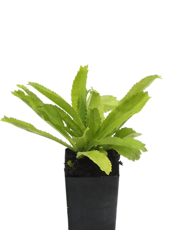 Organic Coriander Perennial (Sawtooth/Mexican) | Eryngium foetidum ...