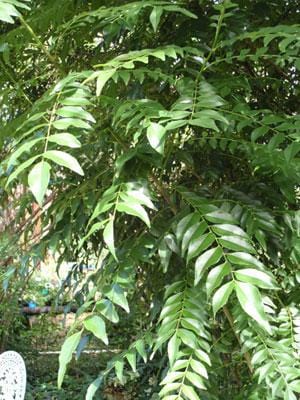 Organic Curry Leaf Tree | Murraya koenigii Plant - Mudbrick Herb Cottage
