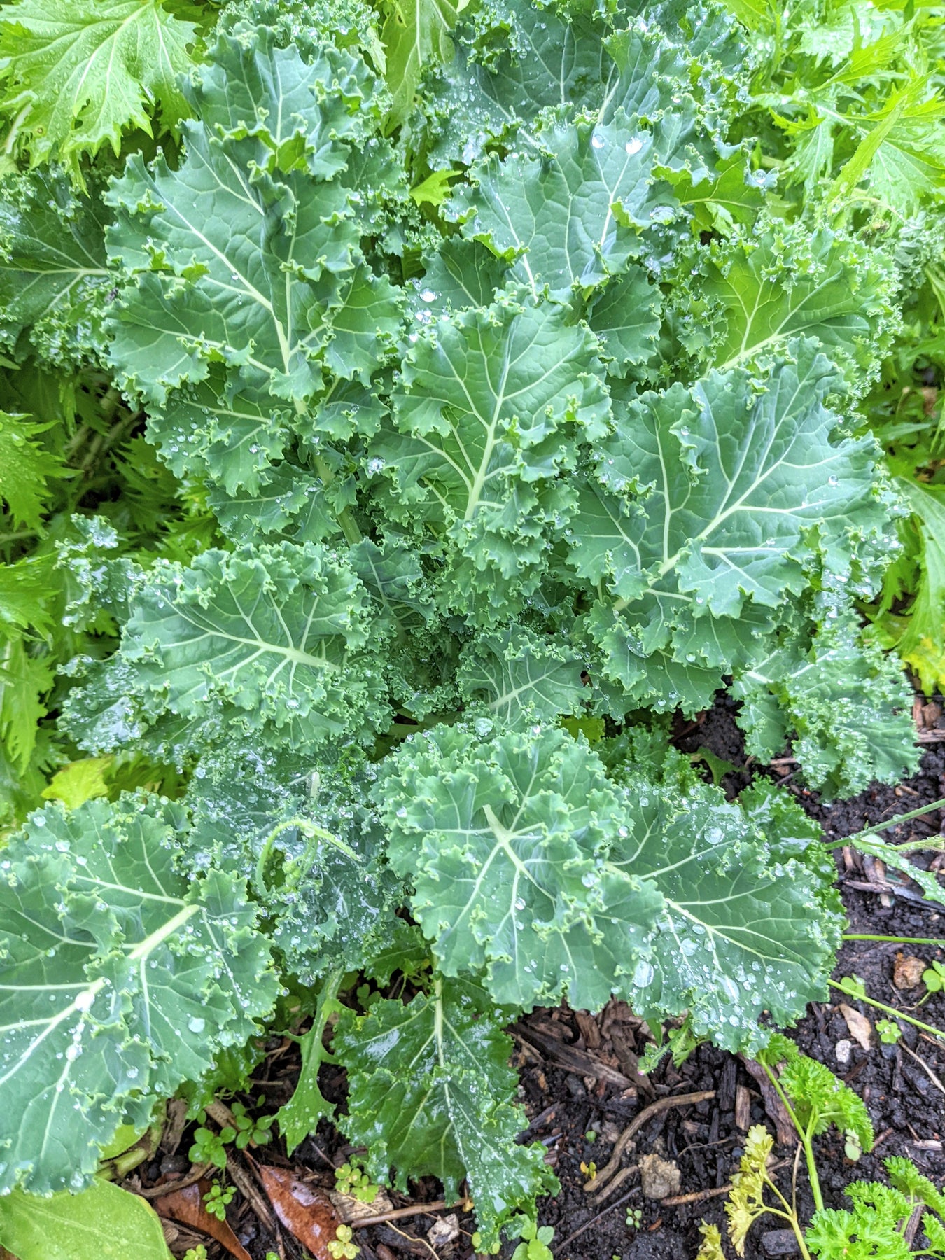 Organic Dwarf Blue Curled Kale | Brassica oleracea Plant - Mudbrick ...