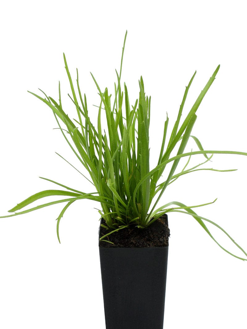 Organic Erba Stella | Plantago coronopus Plant - Mudbrick Herb Cottage