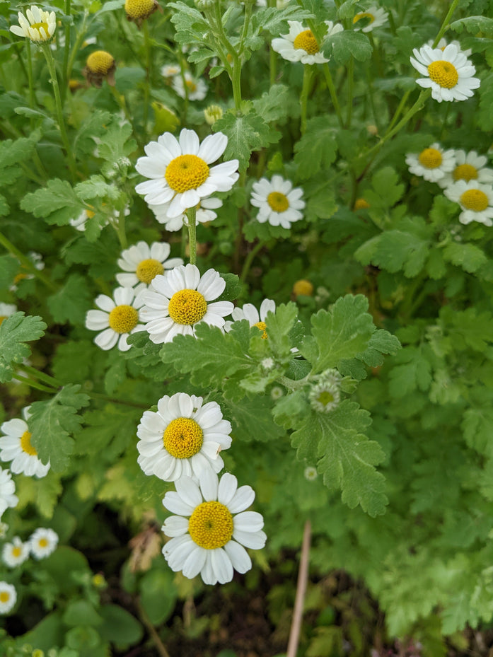 Organic Feverfew Herb Plant | Tanacetum parthenium - Mudbrick Herb Cottage