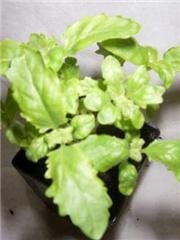Organic Green Ruffles Basil Plant - Mudbrick Herb Cottage