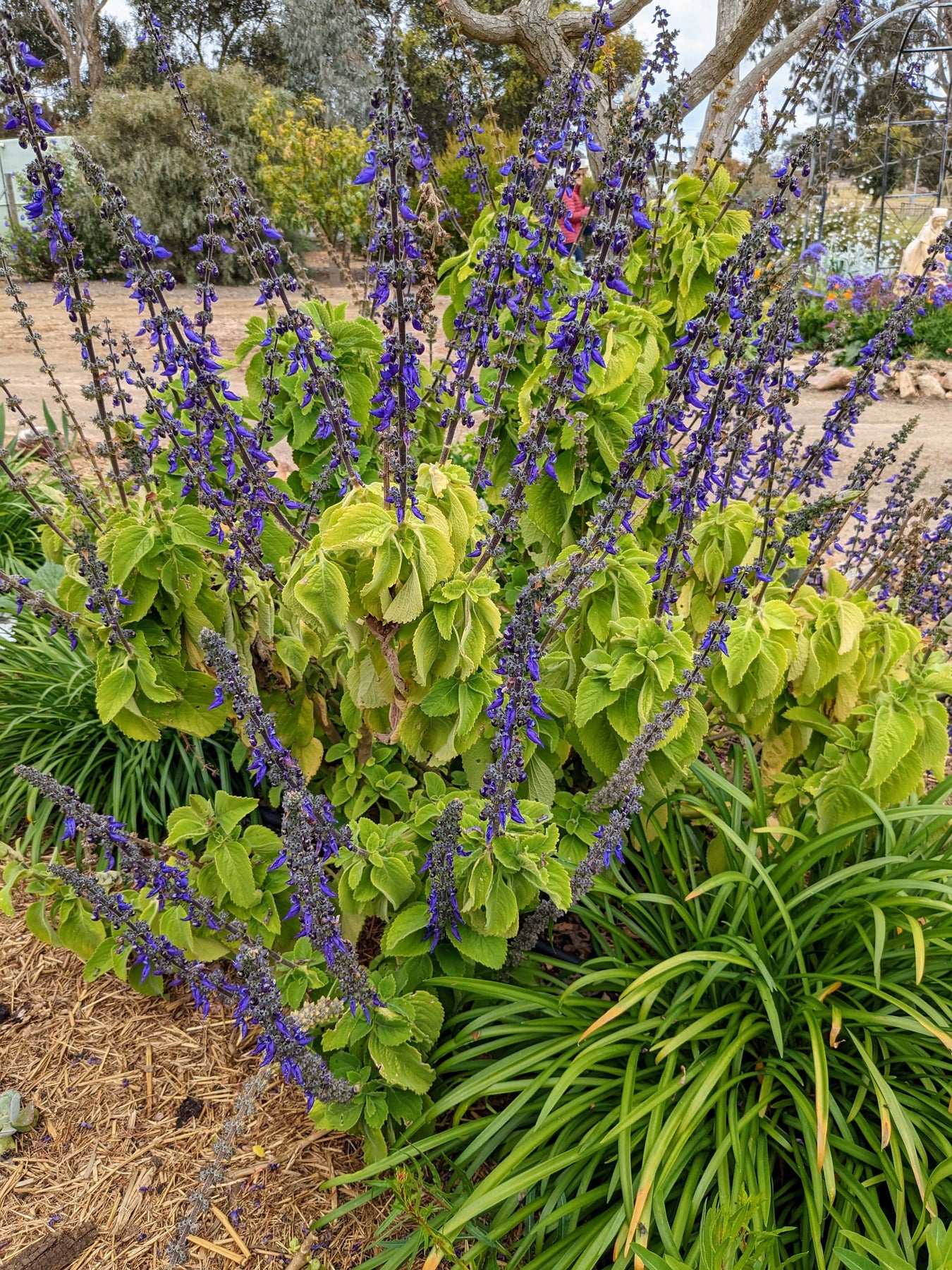 Organic Forskohlii | Coleus forskohlii Plant - Mudbrick Herb Cottage