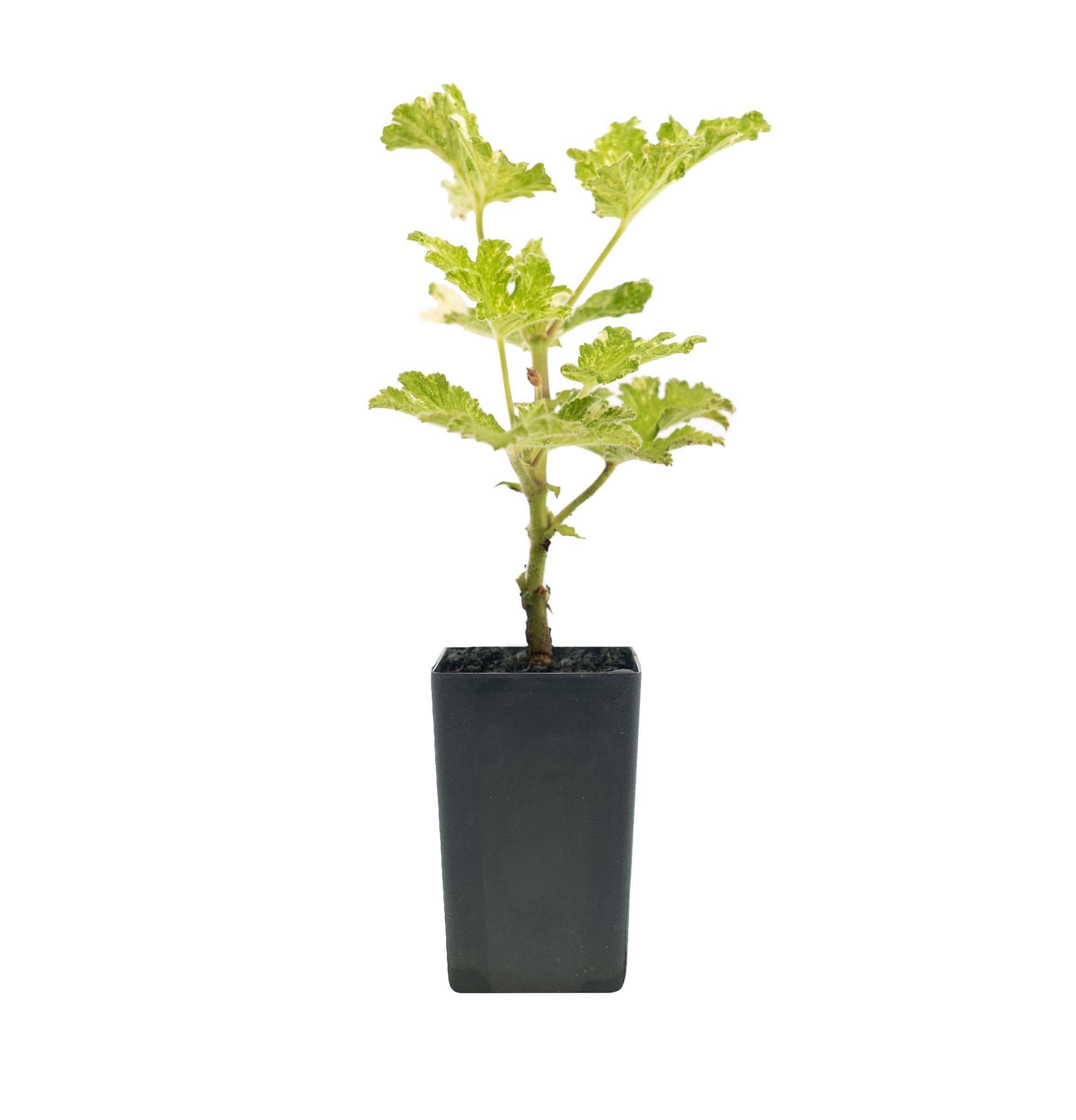 Organic Scented Geranium Snowflake Plant - Mudbrick Herb Cottage