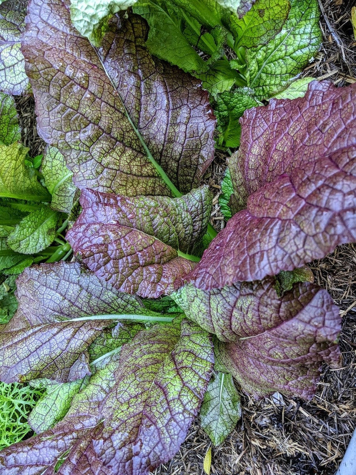 Organic Giant Red Mustard | Brassica juncea Plant – Mudbrick Herb Cottage