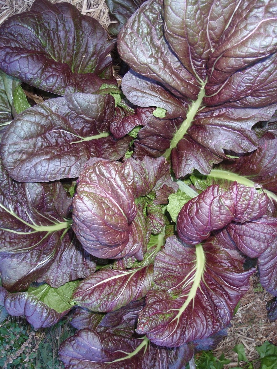 Organic Giant Red Mustard | Brassica juncea Plant – Mudbrick Herb Cottage