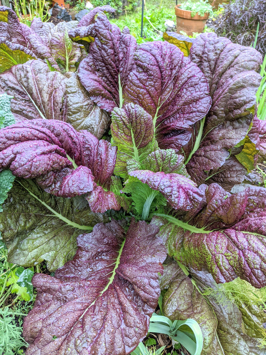 Organic Giant Red Mustard | Brassica juncea Plant – Mudbrick Herb Cottage