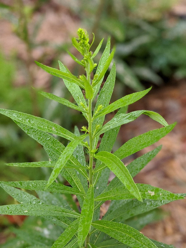 Organic Golden Rod | Solidago canadensis Plant – Mudbrick Herb Cottage