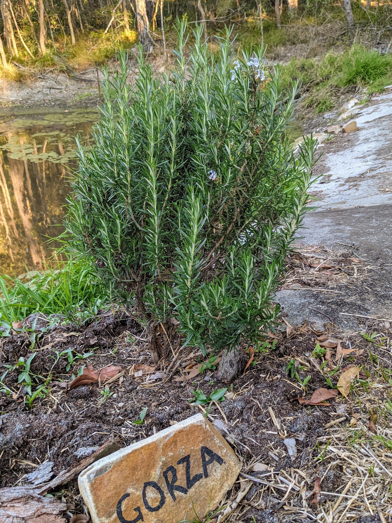Organic Gorza Rosemary Plant - Mudbrick Herb Cottage