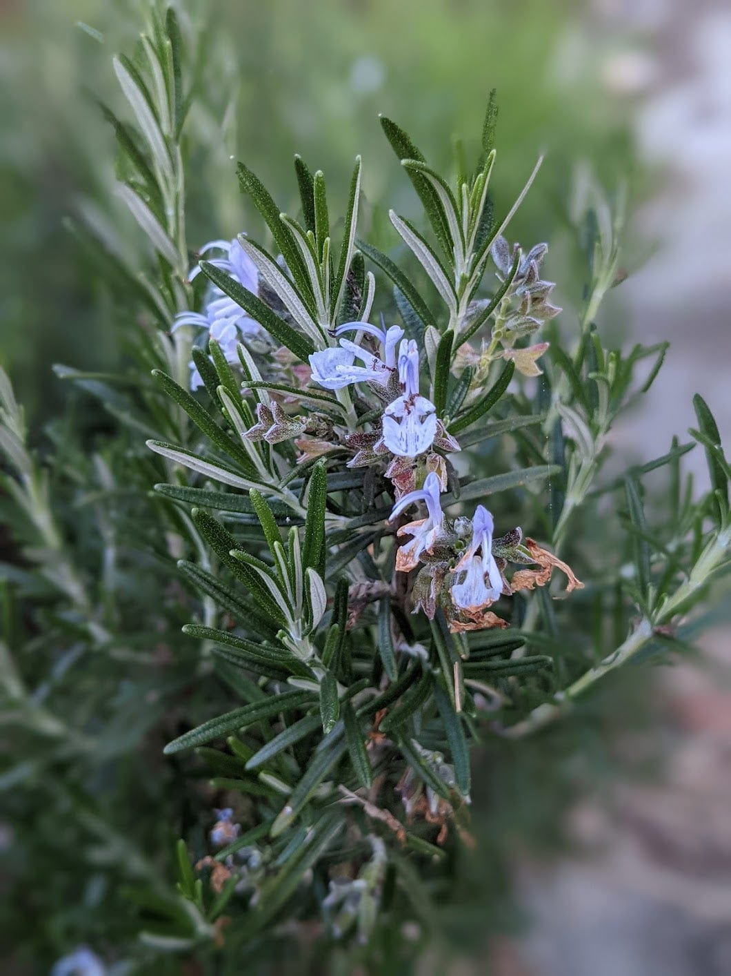 Organic Gorza Rosemary Plant - Mudbrick Herb Cottage