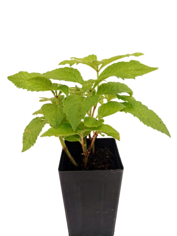 Organic Gravelroot | Eupatorium purpureum Plant - Mudbrick Herb Cottage
