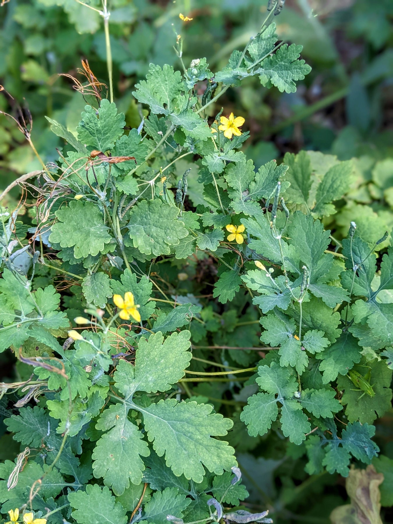 Organic Greater Celandine | Chelidonium majus Plant - Mudbrick Herb Cottage