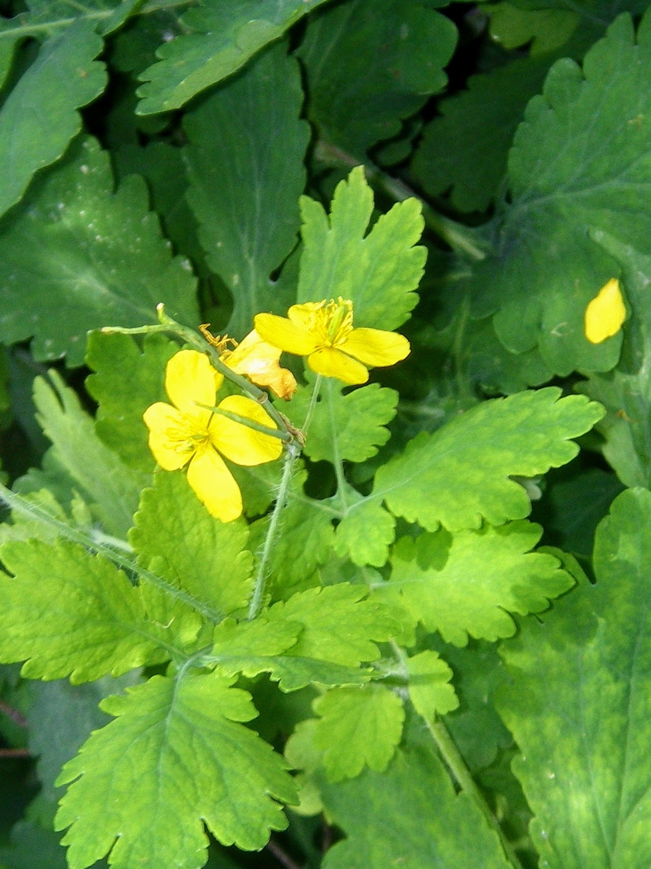 Organic Greater Celandine | Chelidonium majus Plant - Mudbrick Herb Cottage