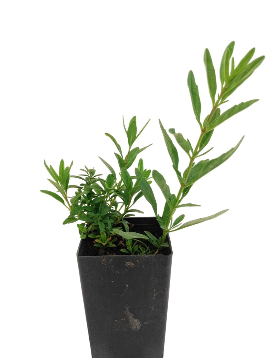 Organic Hyssop | Buy Hyssopus officinalis Plants – Mudbrick Herb Cottage