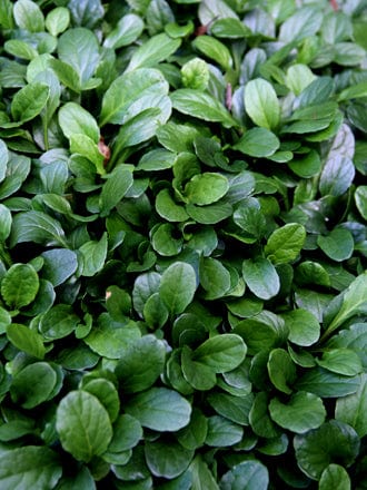 Organic Ajuga Common Bugle | Ajuga reptans Plant – Mudbrick Herb Cottage