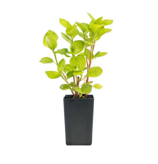 Japanese Indigo | Persicaria tinctoria Plant - Mudbrick Herb Cottage