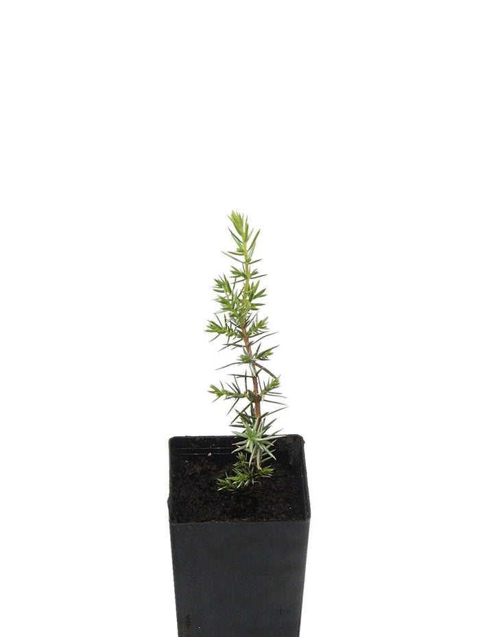Organic Female Juniper Tree Plant | Juniperus communis – Mudbrick Herb ...