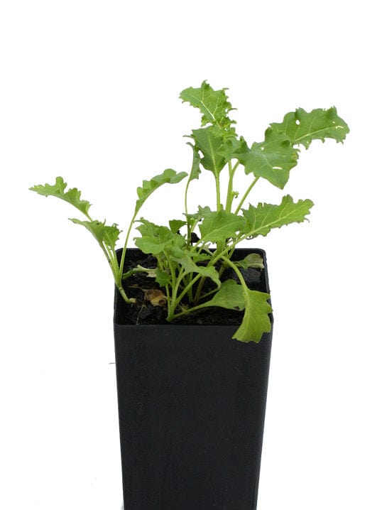 Organic Dwarf Blue Curled Kale | Brassica oleracea Plant - Mudbrick ...