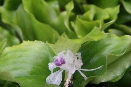 Organic Kencur | Kaempferia galanga Plant - Mudbrick Herb Cottage