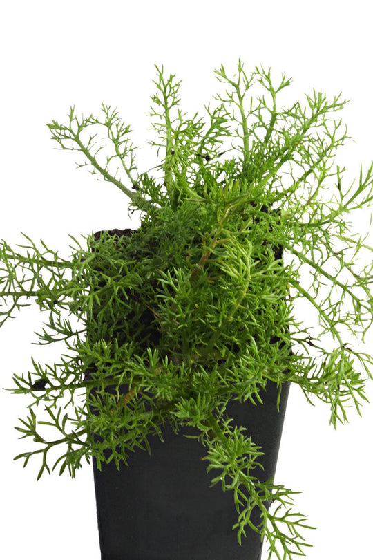 Organic Lawn Chamomile | Chamaemelum nobile “treneague” Plant ...