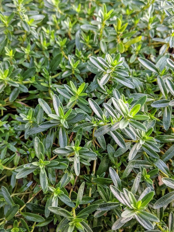 Organic Lemon Savory | Satureja montana citriodora Plant - Mudbrick ...
