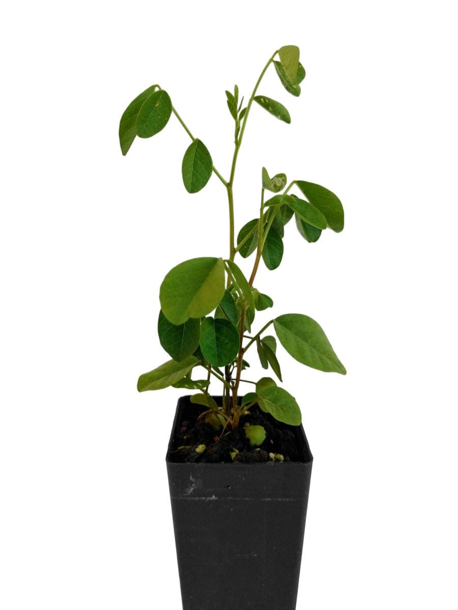 Organic Licorice Plant | Glycyrrhiza glabra - Mudbrick Herb Cottage