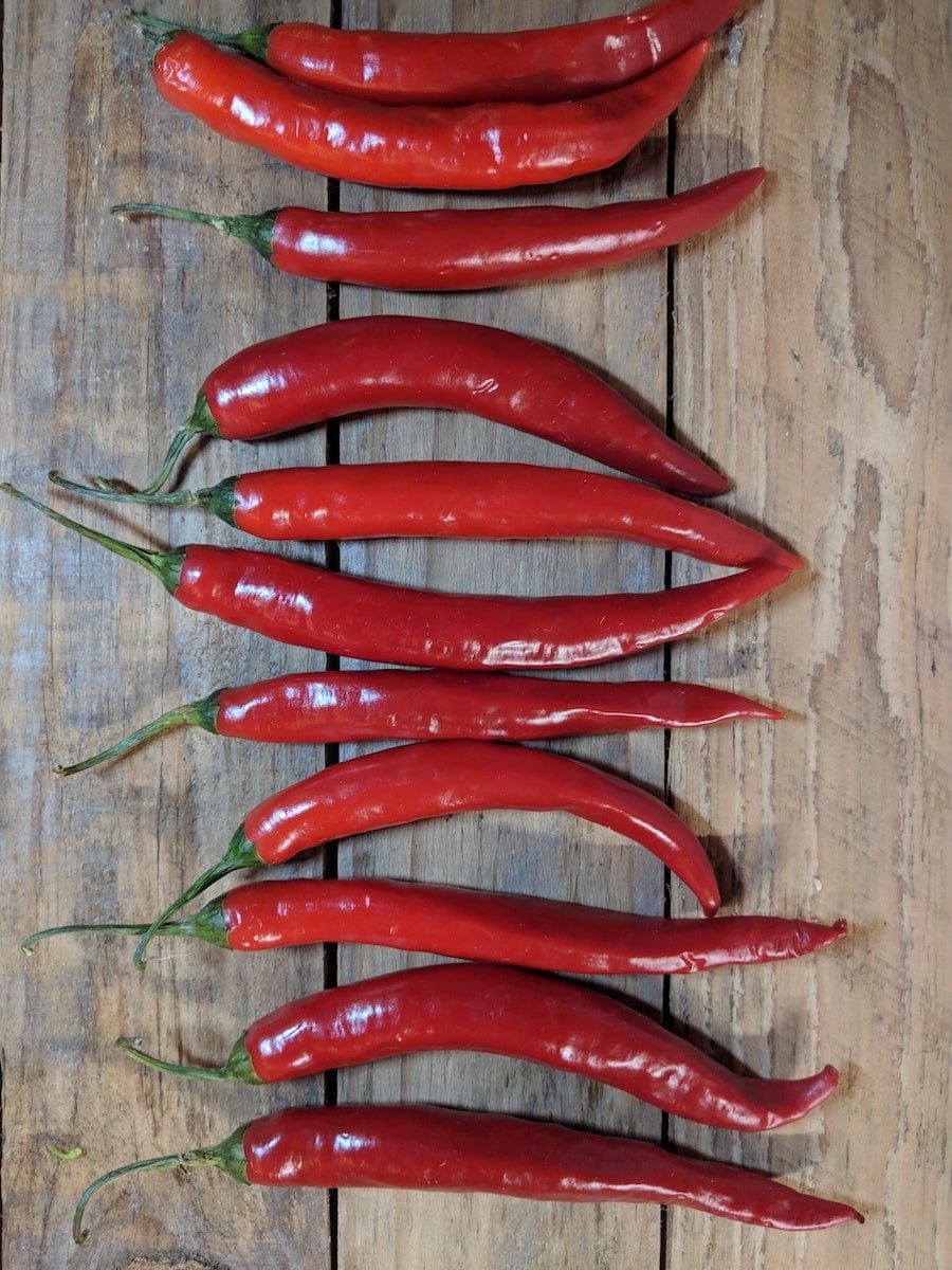 Chilli Long Red – Mudbrick Herb Cottage