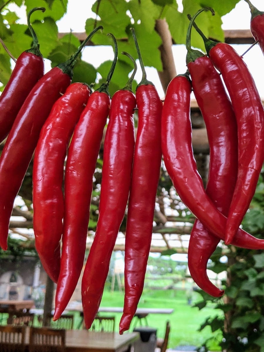 Chilli Long Red – Mudbrick Herb Cottage