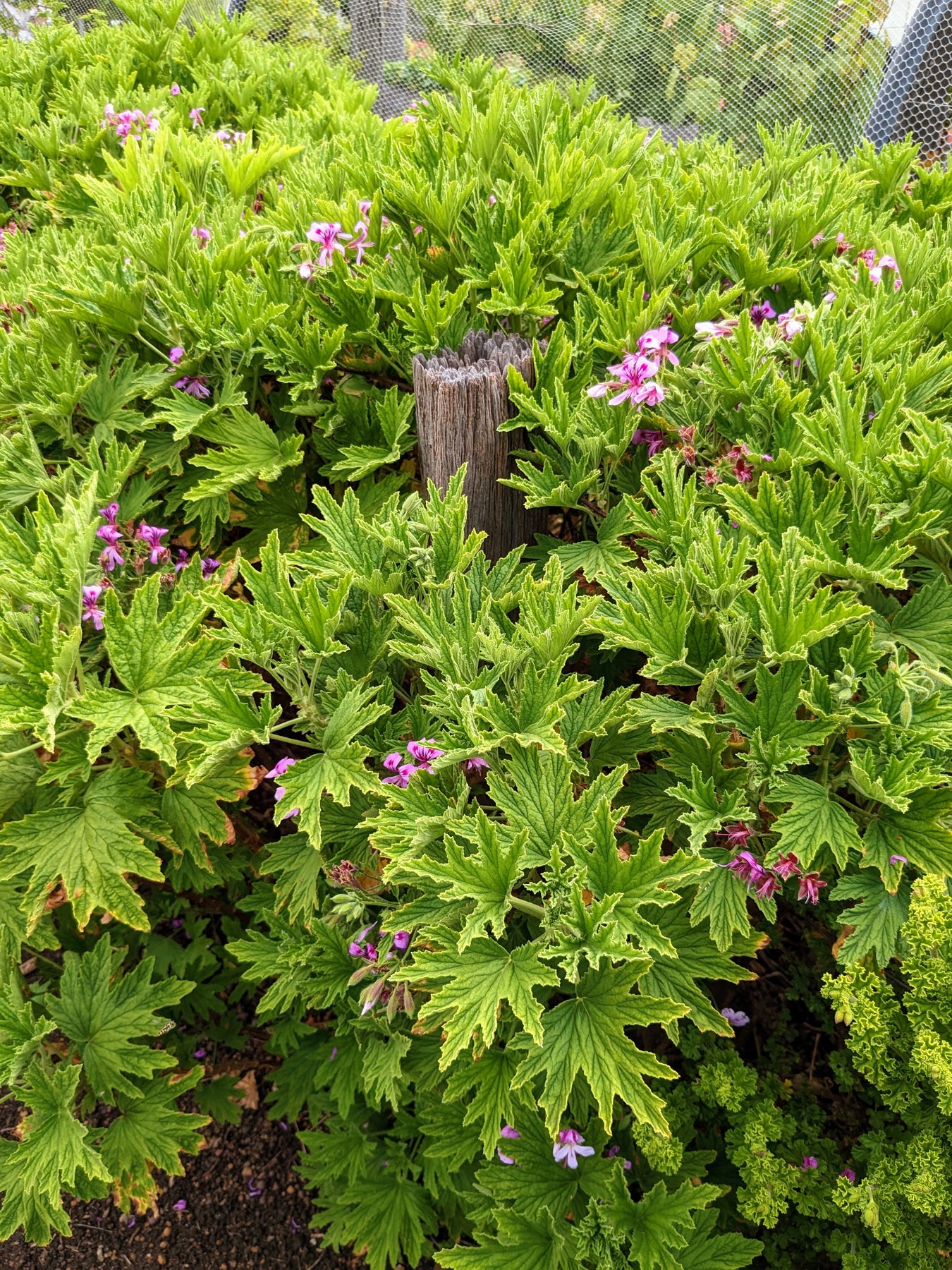 Organic Scented Geranium Mabel Grey Plant – Mudbrick Herb Cottage