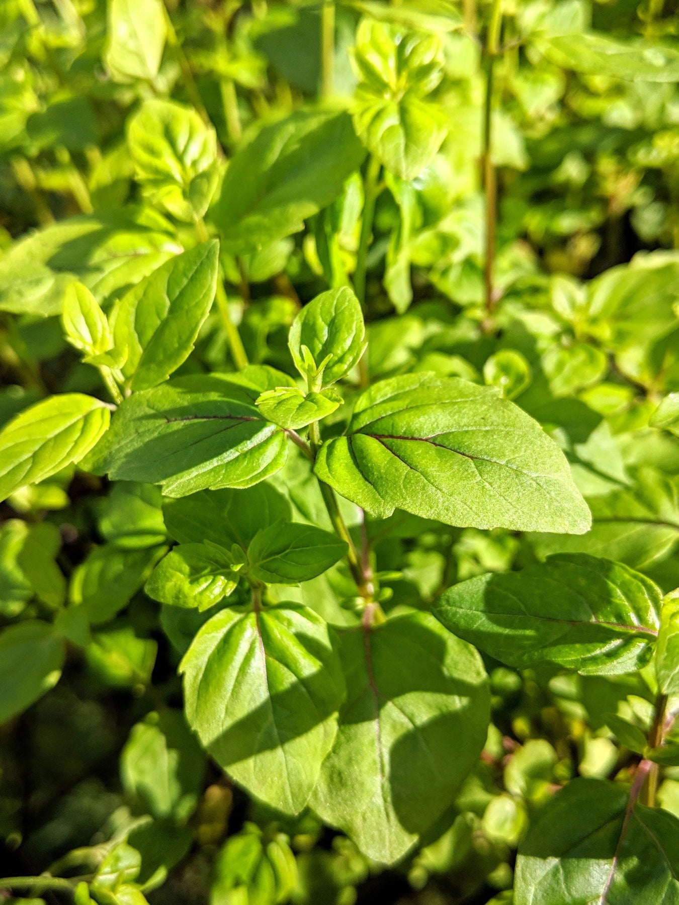 Native Mentha australis | River Mint Herb - Mudbrick Herb Cottage