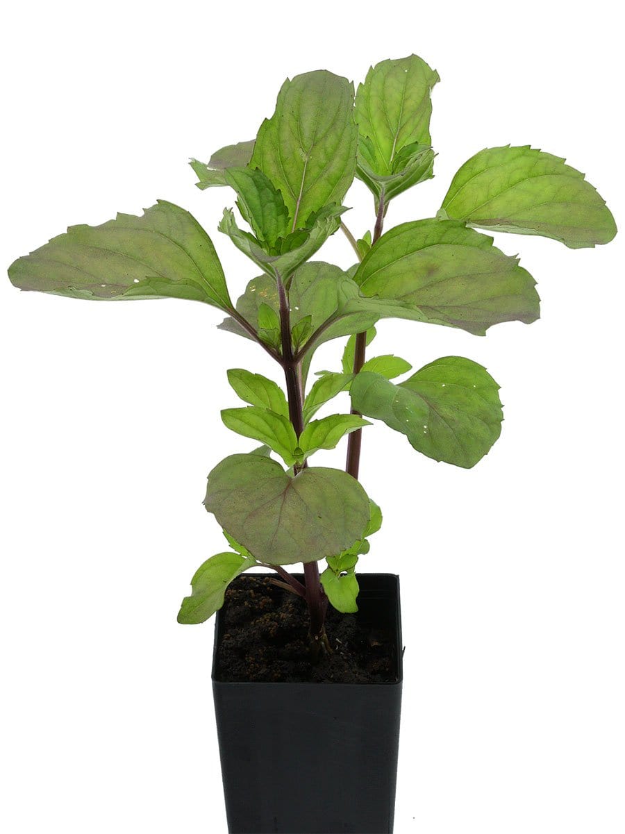 Organic Eau de Cologne Mint | Buy Mentha citrata Plants – Mudbrick Herb ...