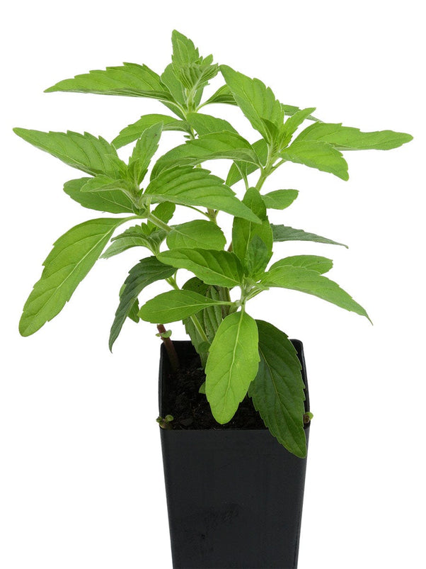 Organic Hung Cay Mint | Mentha x gracilis Plant – Mudbrick Herb Cottage