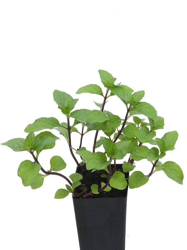 Organic Rust-free Mint | Buy Mentha rubra raripila Plants – Mudbrick ...