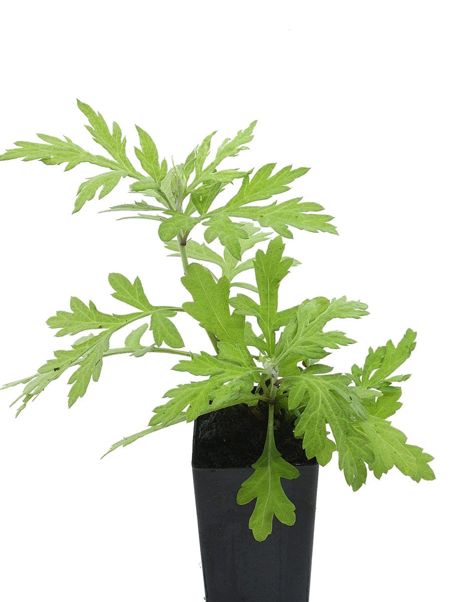 Organic Tree Mugwort | Artemisia verlotiorum Plant - Buy Now – Mudbrick ...