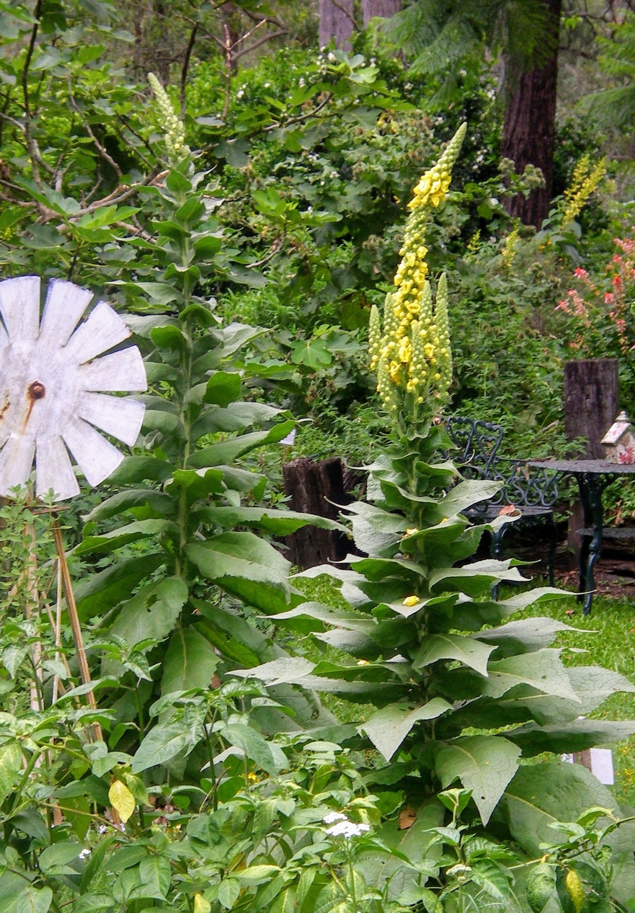 Organic Mullein (Verbascum thapsus) Seedlings – Mudbrick Herb Cottage