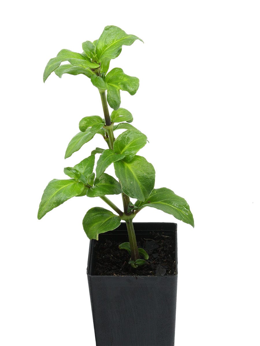 Organic Mushroom Plant | Rungia klossii Plant - Mudbrick Herb Cottage
