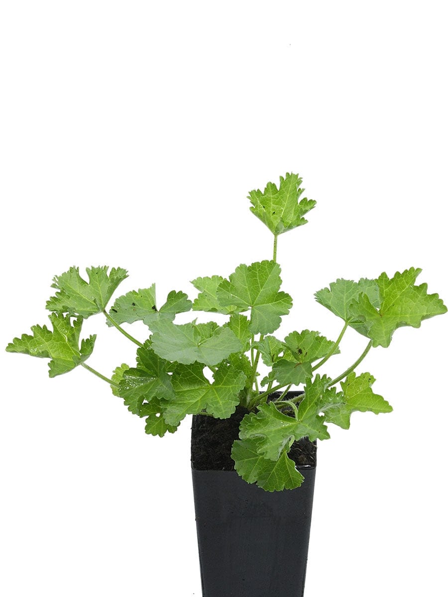 Organic Musk Mallow | Malva moschata Plant - Mudbrick Herb Cottage
