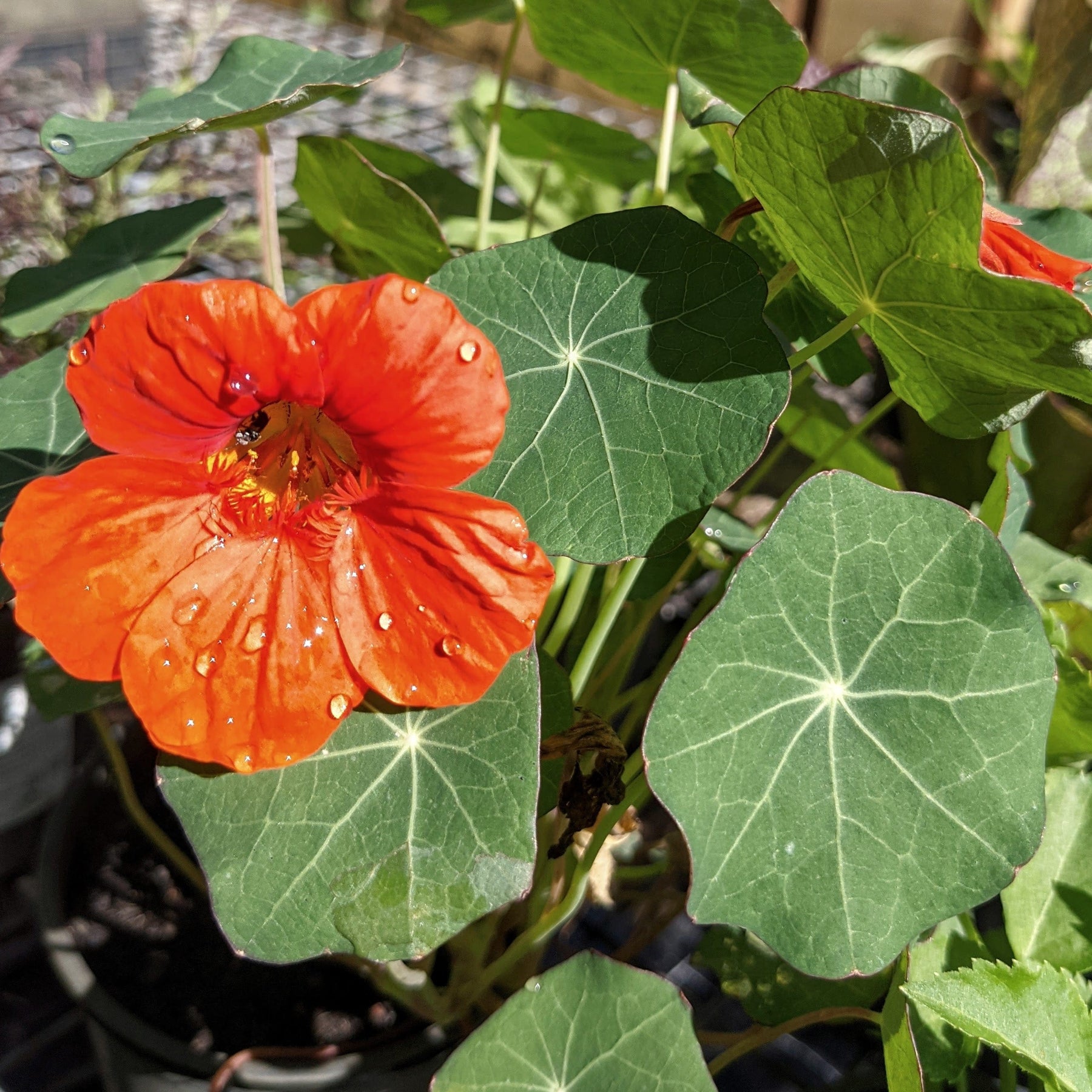 Organic Nasturtium Empress Of India Plant Mudbrick Herb Cottage