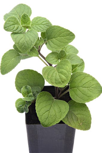 Organic Nepitella | Calamintha nepeta Plant - Mudbrick Herb Cottage
