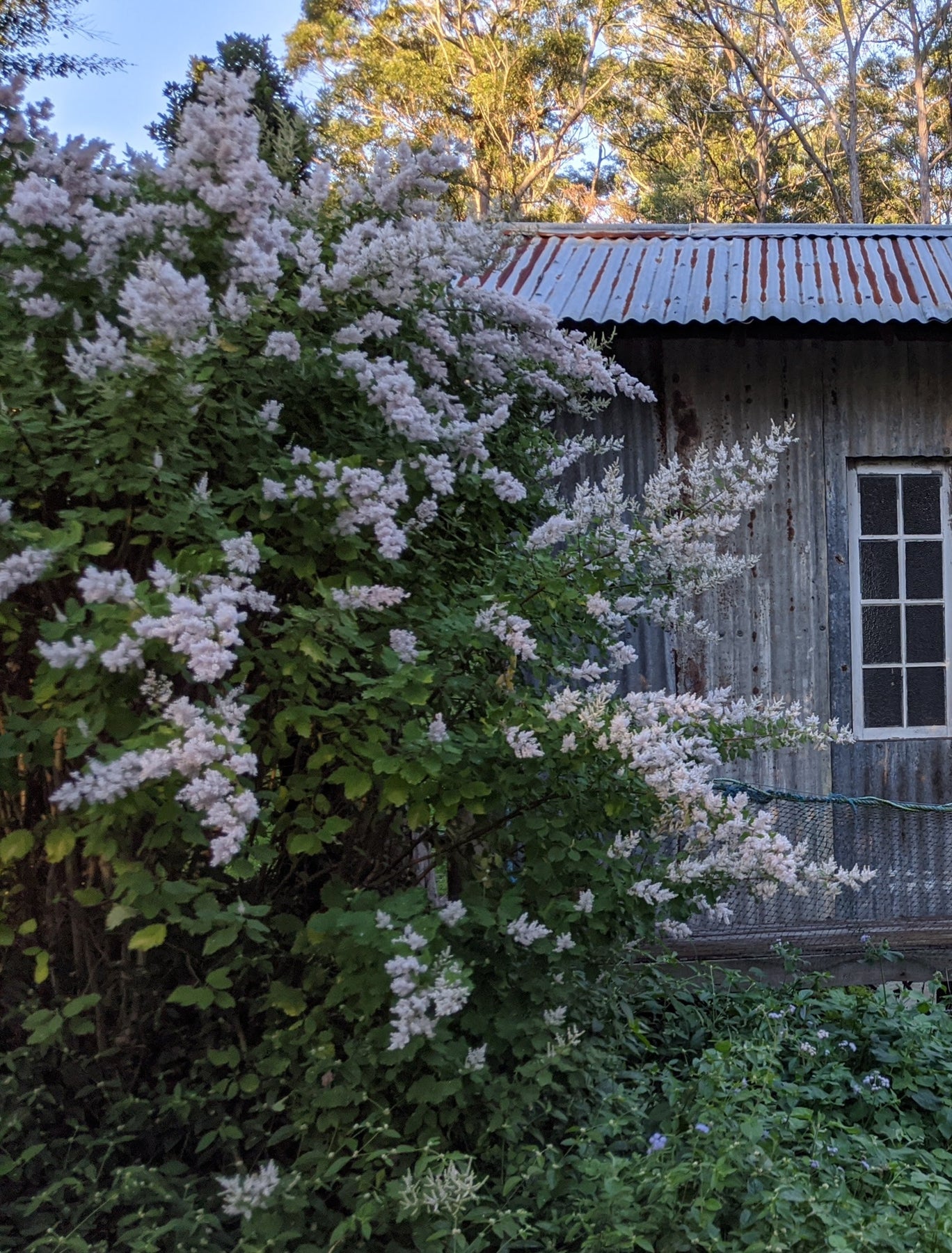 Nutmeg Bush - Tetradenia riparia Plant | Herb Cottage – Mudbrick Herb ...