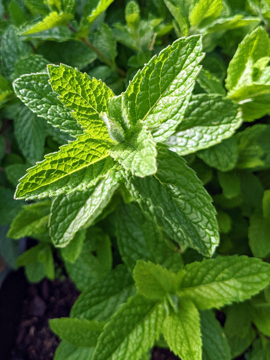 Organic Old Fashioned Mint | Mentha x.villosa Plant - Mudbrick Herb Cottage