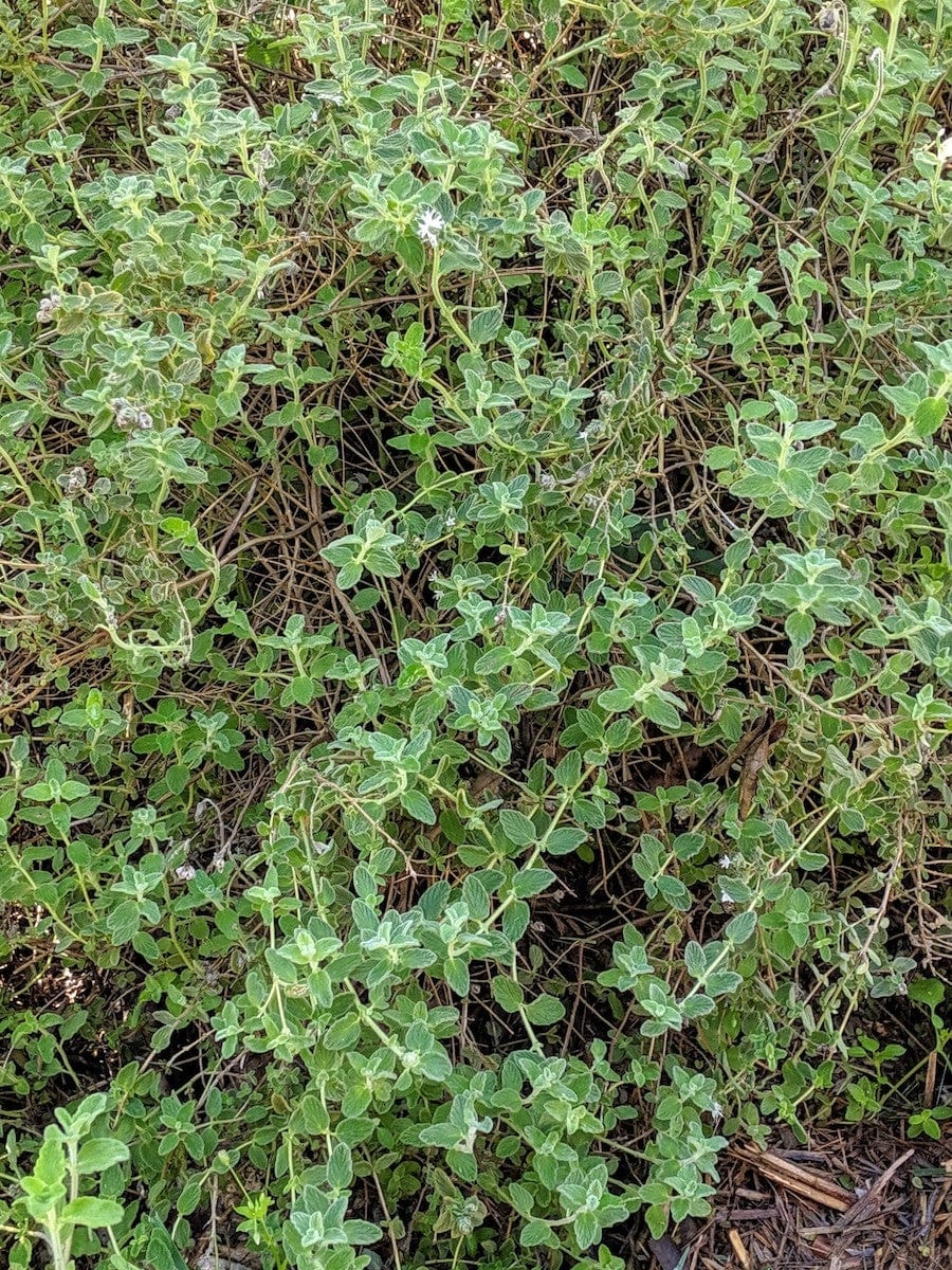 Organic Oregano Zaatar | Origanum syriaca Plant - Mudbrick Herb Cottage
